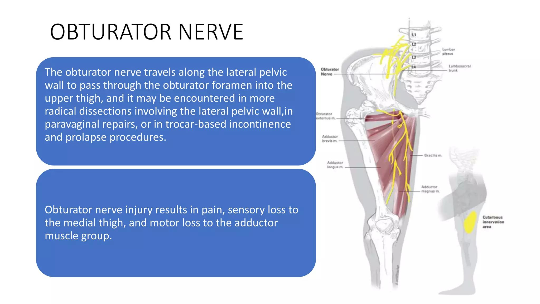 Nerve supply to female genital organs | PPTX