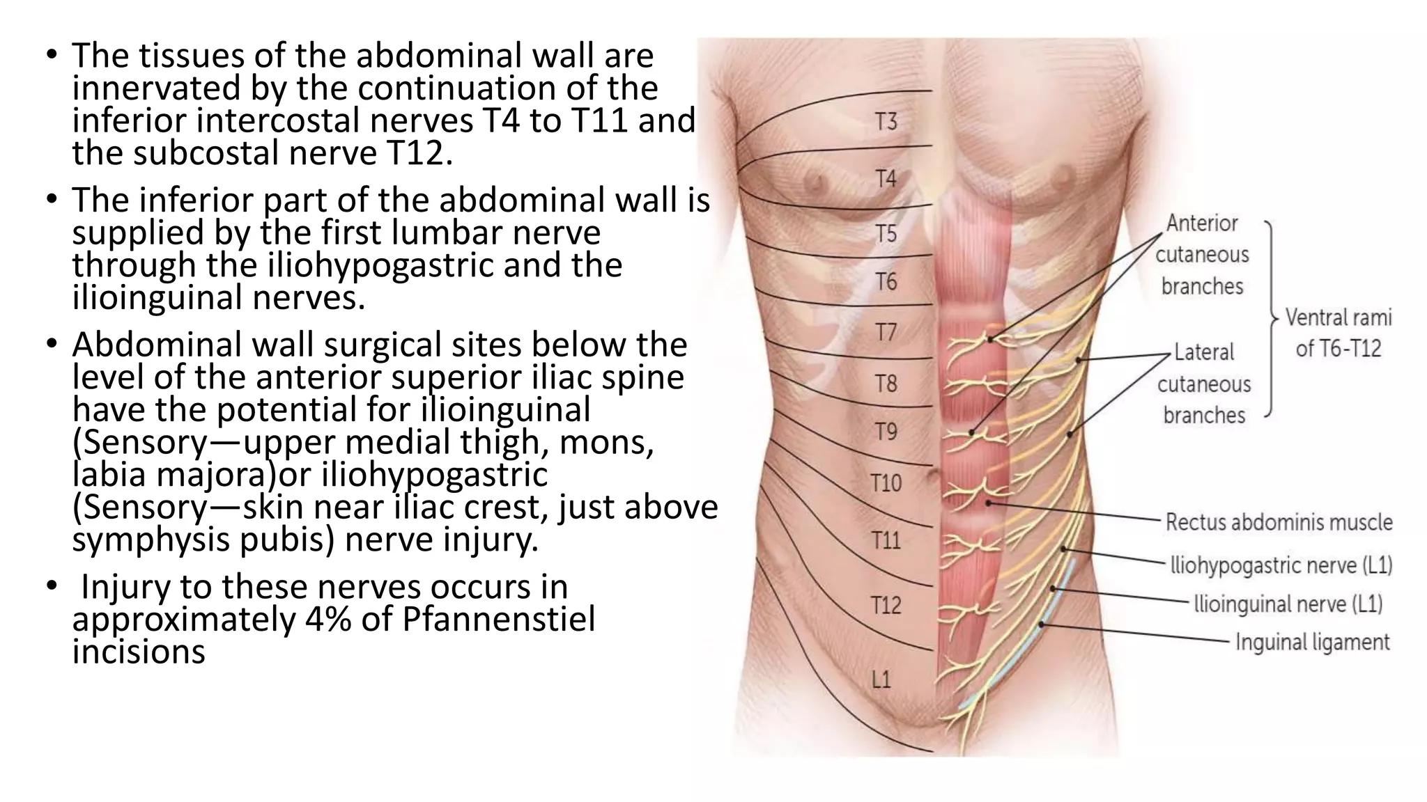 Nerve supply to female genital organs | PPTX