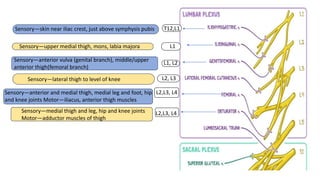 Nerve supply to female genital organs | PPTX