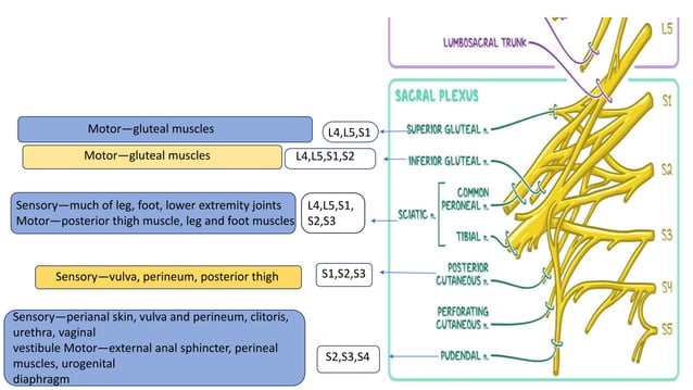Nerve supply to female genital organs | PPTX
