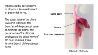 Nerve supply to female genital organs | PPTX