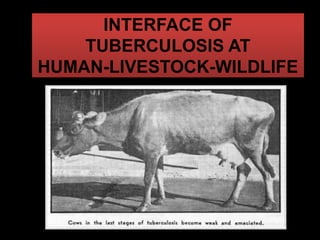 Epidemiological Interface of Tuberculosis with Human-Livestock and ...