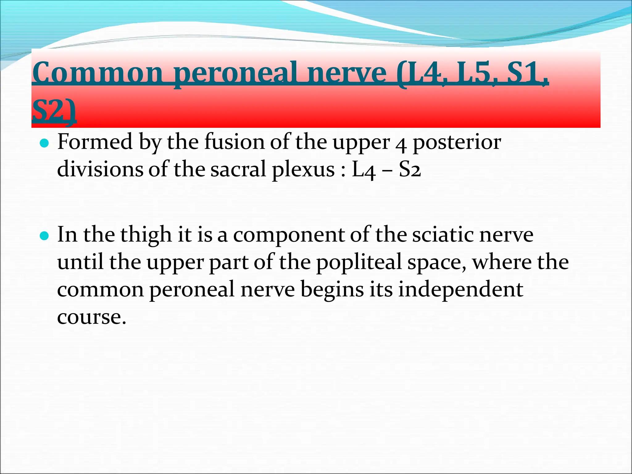 Lumbo Sacral Plexus Presentation.pptx