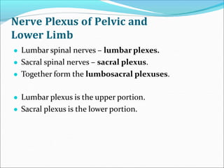Lumbo Sacral Plexus Presentation.pptx