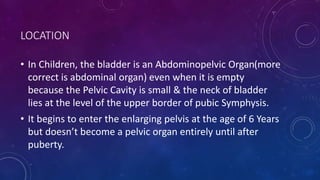 Urinary bladder with clinical relevance | PPTX