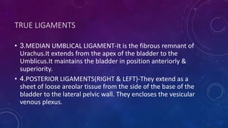 Urinary bladder with clinical relevance | PPTX