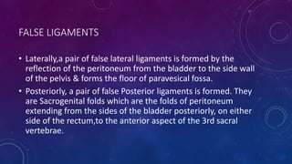 Urinary bladder with clinical relevance | PPTX