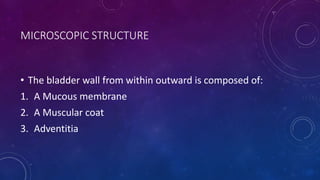 Urinary bladder with clinical relevance | PPTX