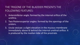 Urinary bladder with clinical relevance | PPTX