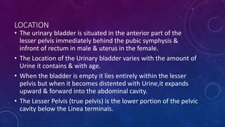 Urinary bladder with clinical relevance | PPTX