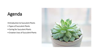 Exploring the Unique Beauty and Resilience of Succulent Plants | PPT
