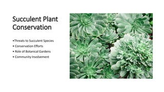 Exploring the Unique Beauty and Resilience of Succulent Plants | PPT