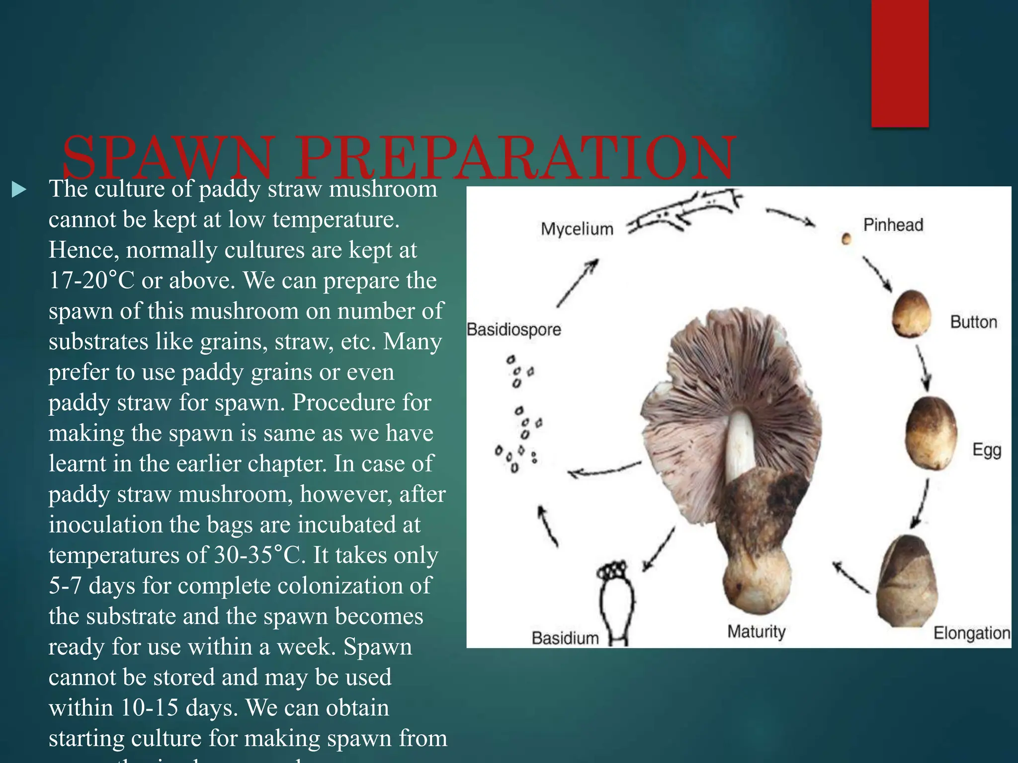 Mushroom Cultivation techniques in ppt form Presentation.pptx