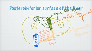 Power point presentation on Radiological anatomy of Liver | PDF