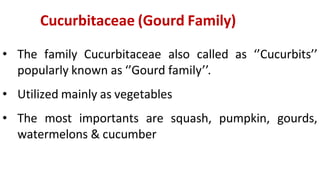 Presentation on family cucurbitaceae.pptx
