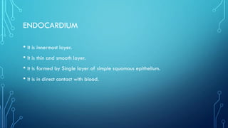 Anatomy of Human Heart along with internal and external features. | PDF