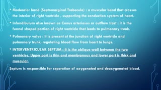 Anatomy of Human Heart along with internal and external features. | PDF
