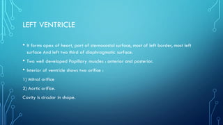 Anatomy of Human Heart along with internal and external features. | PDF