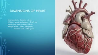 Anatomy of Human Heart along with internal and external features. | PDF