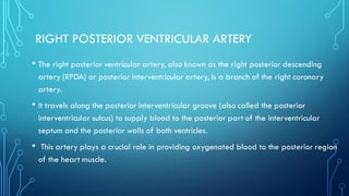 Anatomy of Human Heart along with internal and external features. | PDF
