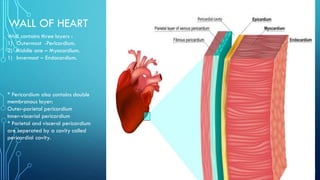 Anatomy of Human Heart along with internal and external features. | PDF