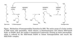 Presentationجهانی.ppxaaaaaaaaaaaaaaaaaaa | PPTX