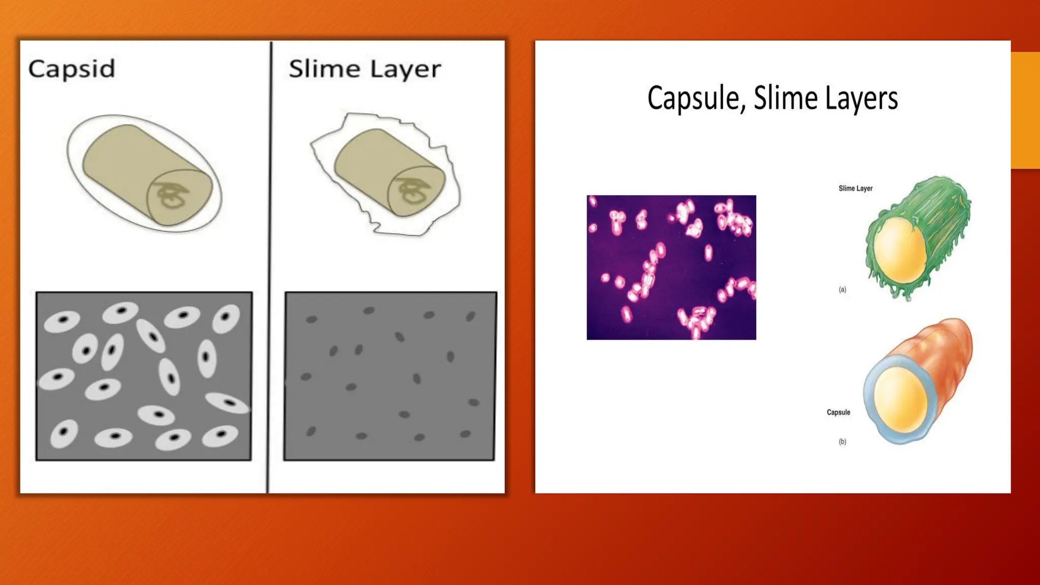 Ultra structure of Bacteria....... | PDF