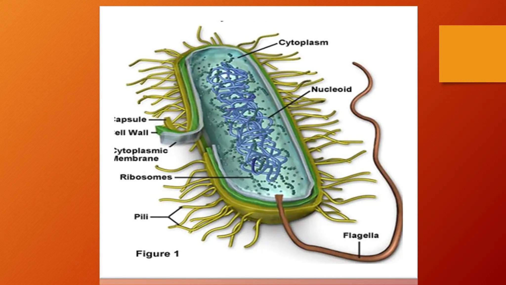 Ultra structure of Bacteria....... | PDF