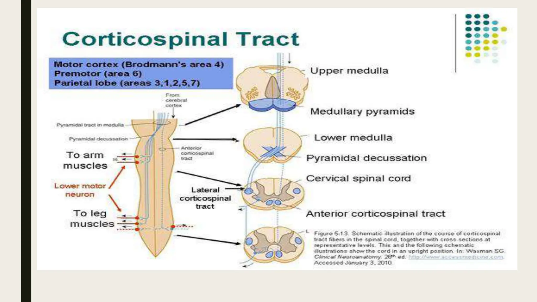 presentation about descending tractshsbshzbs | PPTX
