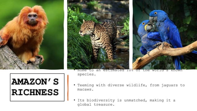 Saving the Amazon Rainforest: Preserving our planet's green lung | PPT