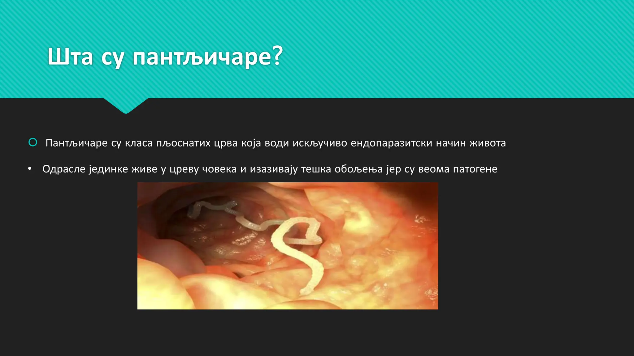 Presentation of a life cycle of tapeworms | PPTX
