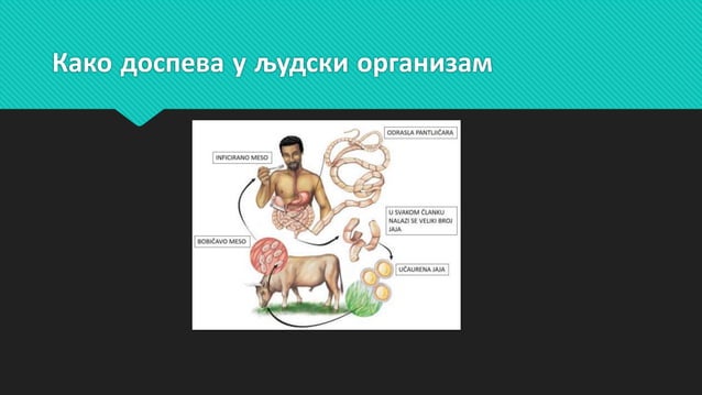 Presentation of a life cycle of tapeworms | PPTX