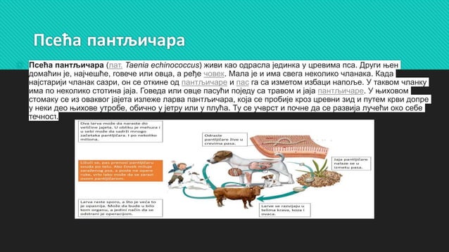 Presentation of a life cycle of tapeworms | PPTX