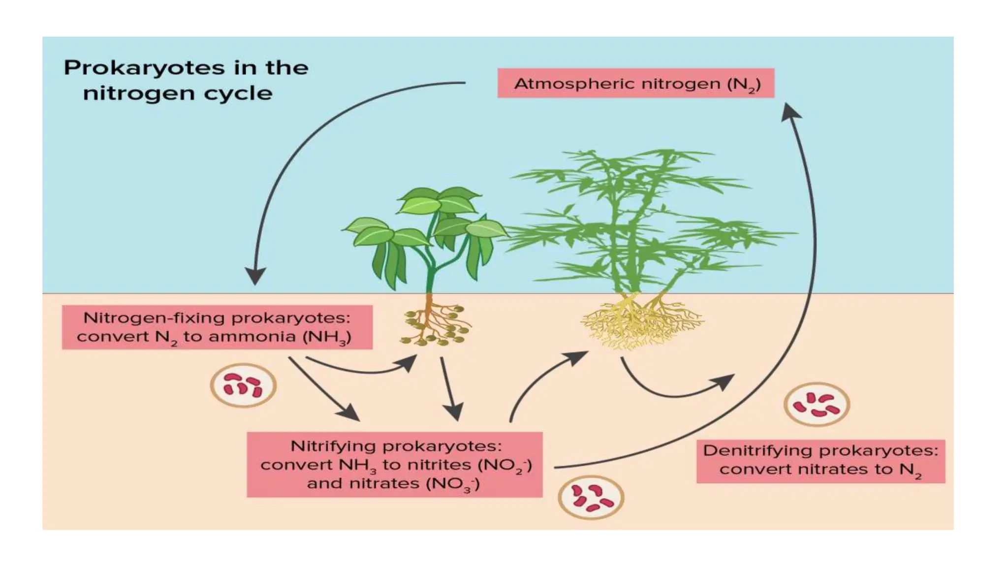 Biogeochemical cycle human development of environment | PPT