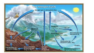 Biogeochemical cycle human development of environment | PPT