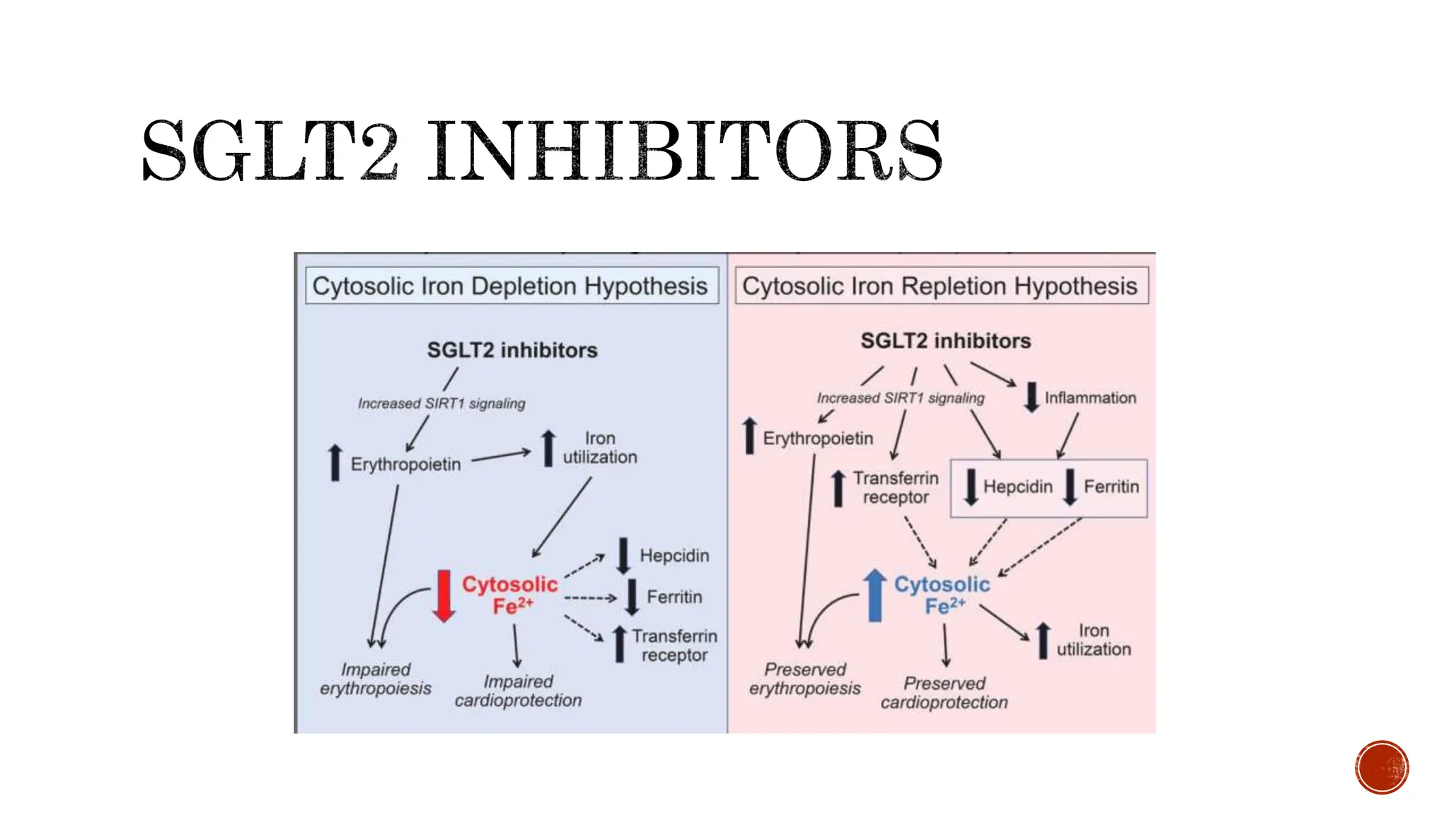 SGLT2 inhibitor for treatment of HF.pptx | Heart and Cardiovascular ...