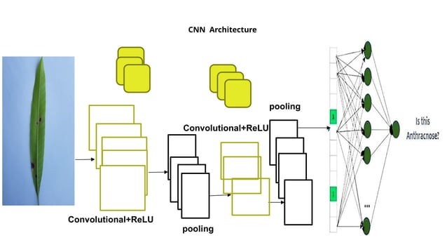 Mango Leaf Disease Diagnosis Using Deep Learning Pptx