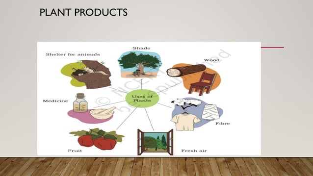 Uses of plants, some medicinal plants, class 3 evs | PPTX | Gardening ...