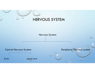 Nervous System Human Anatomy and Phsiology | PDF