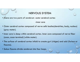 Nervous System Human Anatomy and Phsiology | PDF