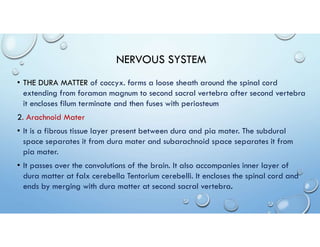 Nervous System Human Anatomy and Phsiology | PDF