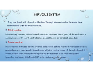 Nervous System Human Anatomy and Phsiology | PDF
