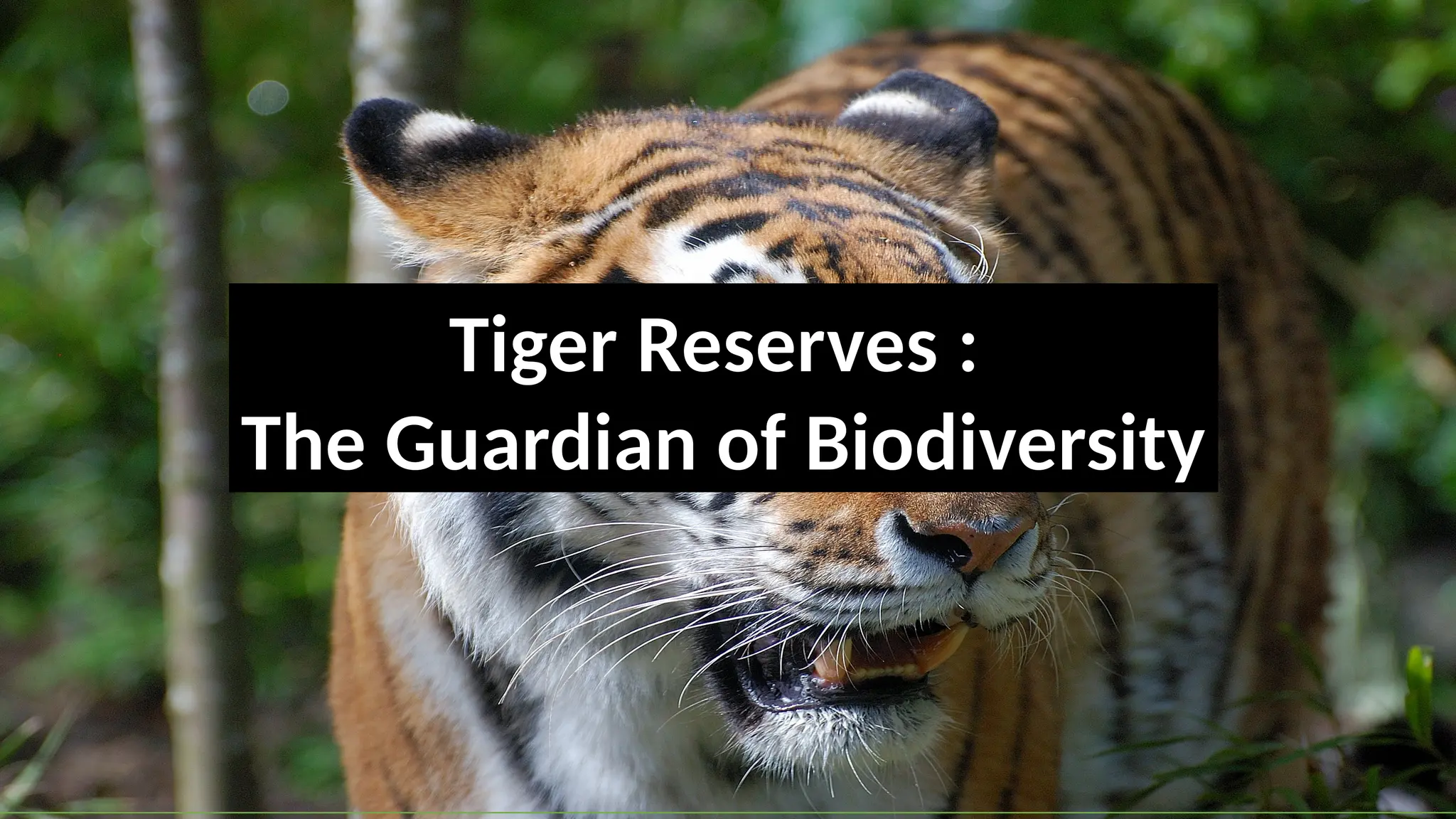TIGER RESERVES: THE SAVIORS OF BIODIVERSITY | PPTX | Science