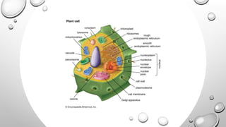 Presentation Plant Cells Definition, Structure | PPT