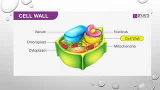 Presentation Plant Cells Definition, Structure | PPT