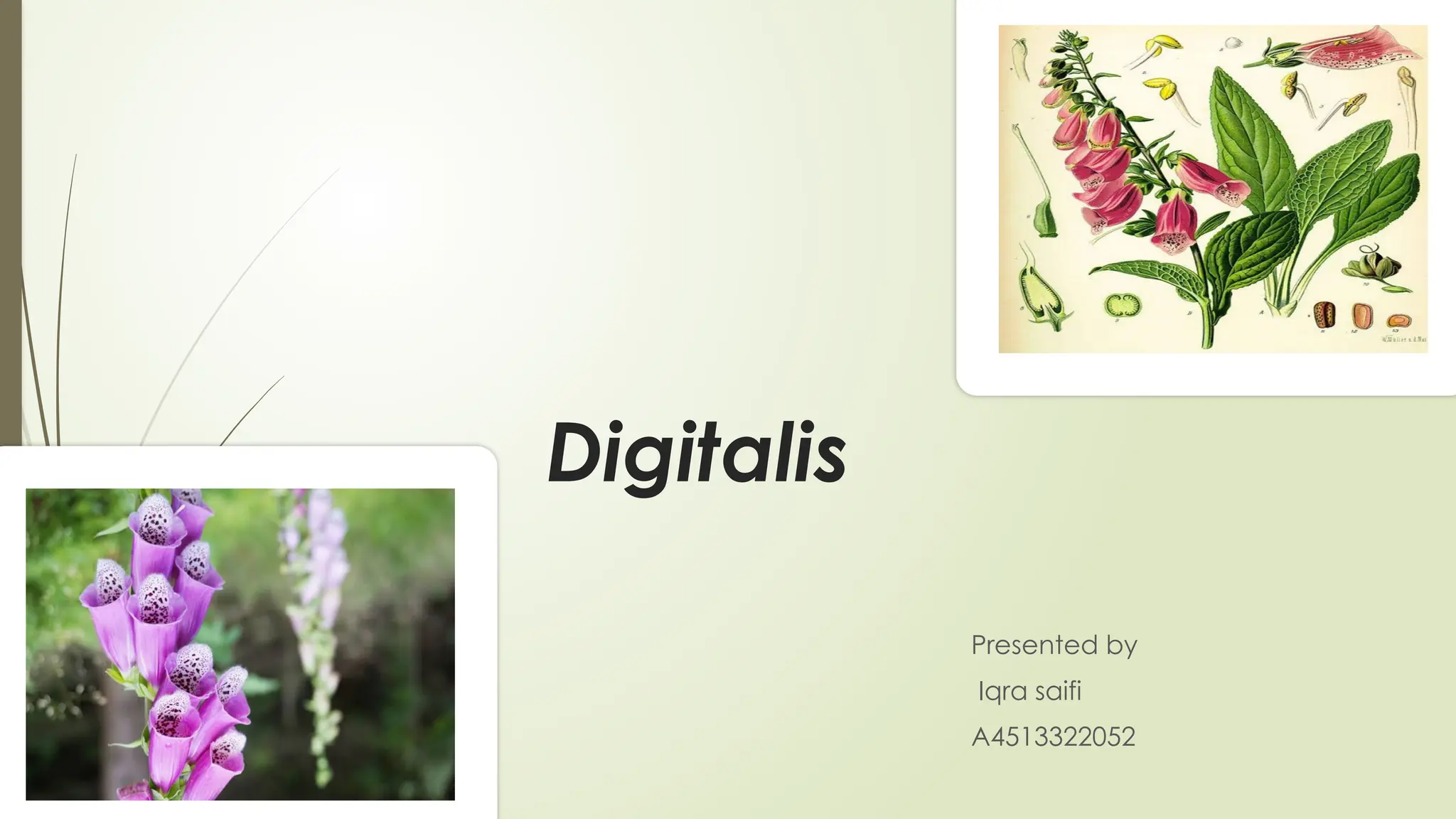 Pharmacognosy of Digitalis: Cardiac Glycosides and Their Therapeutic ...