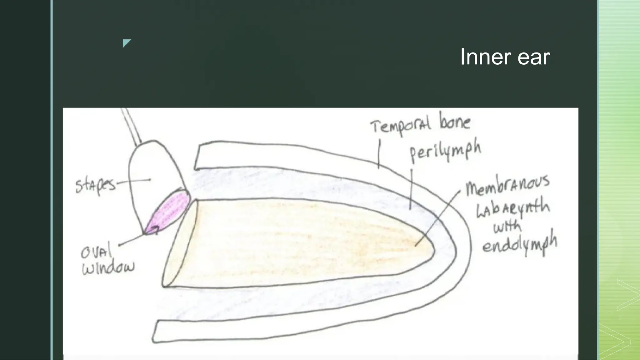 Presentation.pptx human ear type and disease | PPTX