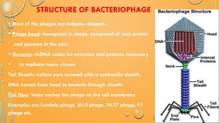 Bacteriophage (Virology) presentation.pptx