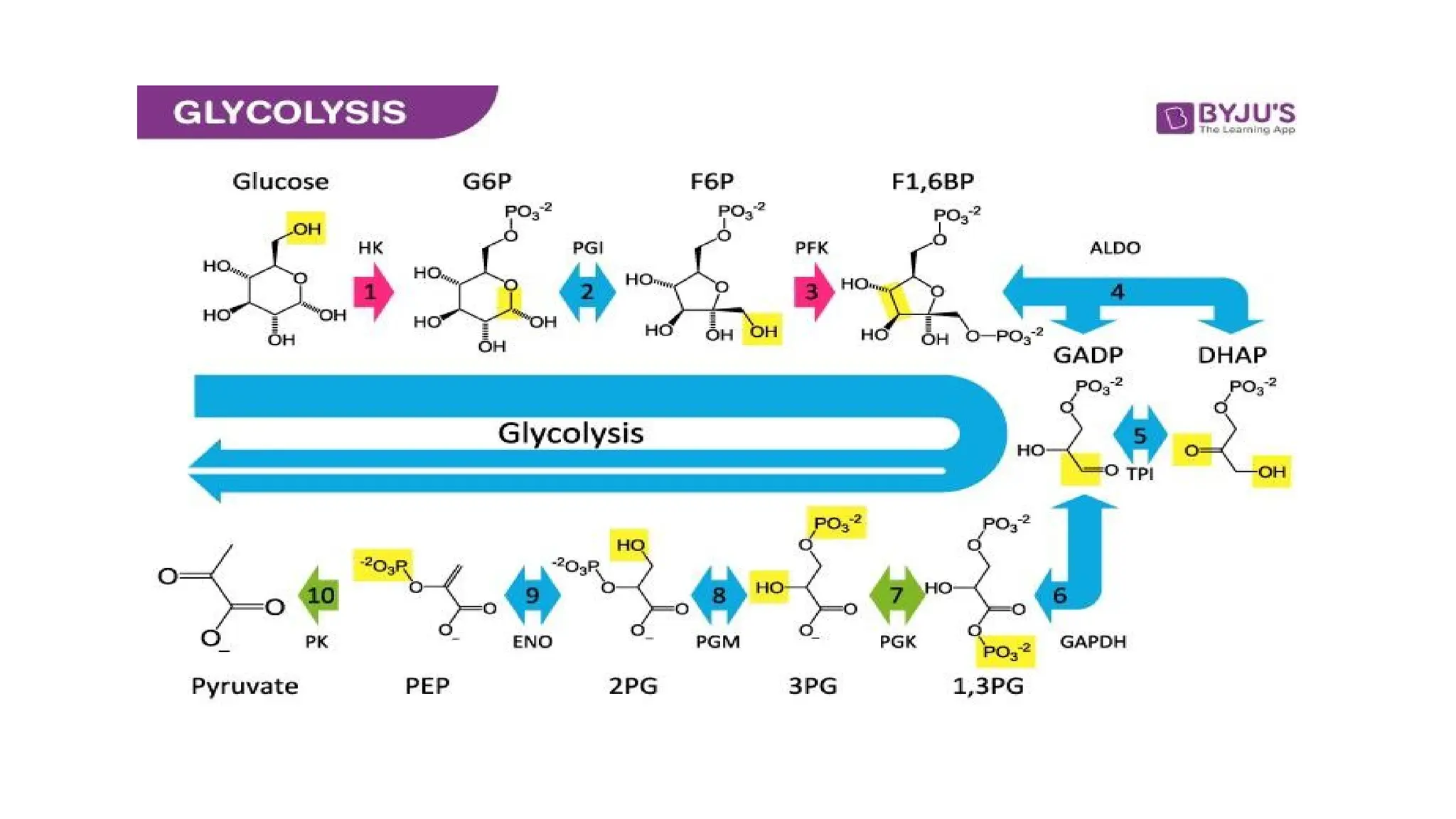 MAJOR FEATURE OF GLYCOLYSIS, KREB CYCLE, ELECTRON TRANSPORT CHAIN | PPTX