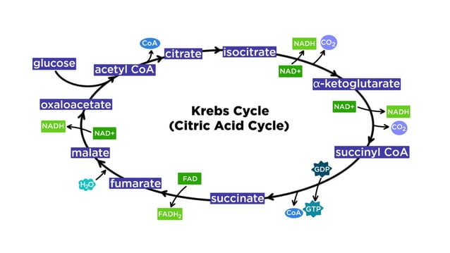 MAJOR FEATURE OF GLYCOLYSIS, KREB CYCLE, ELECTRON TRANSPORT CHAIN | PPTX